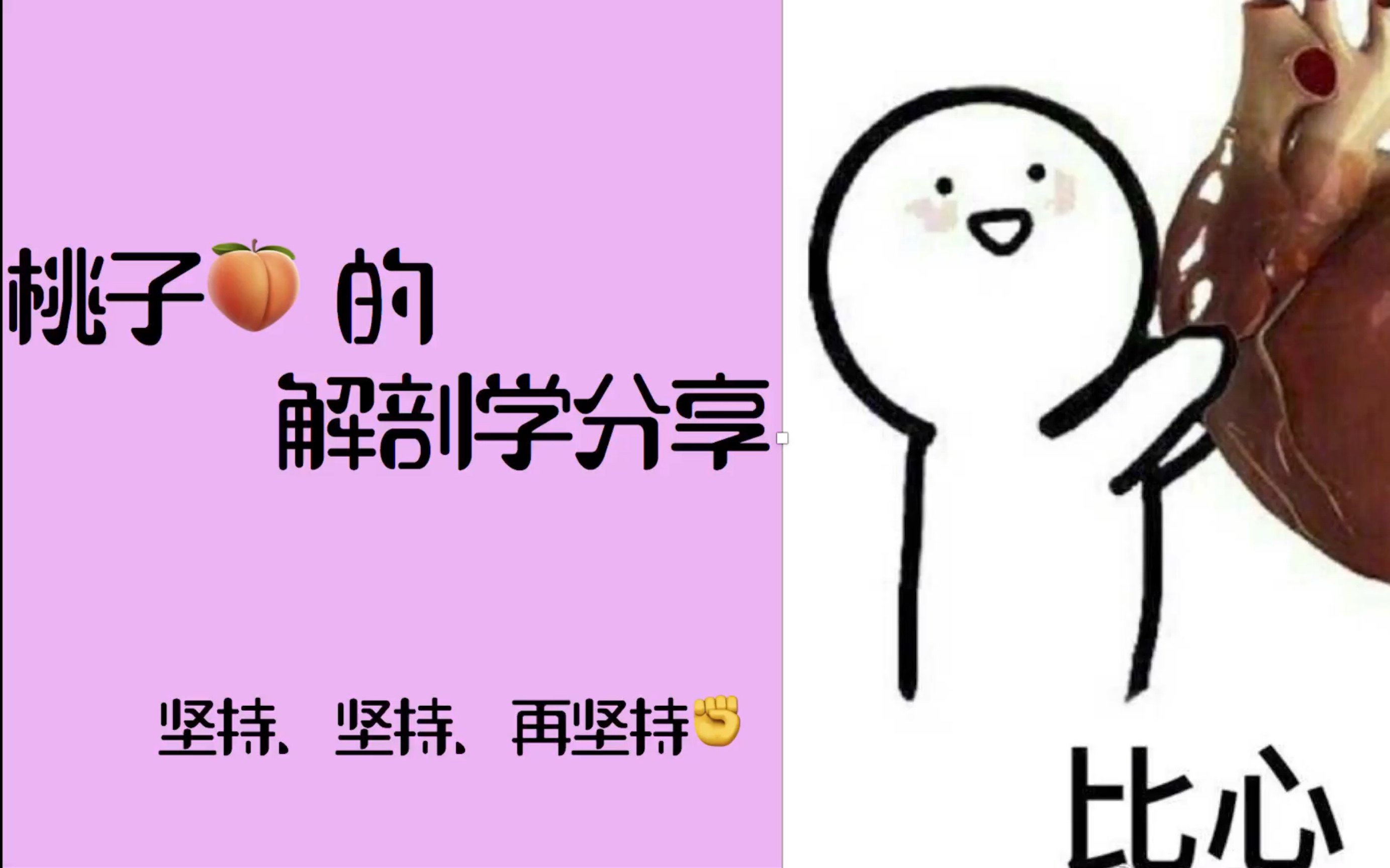 桃子的解剖学分享