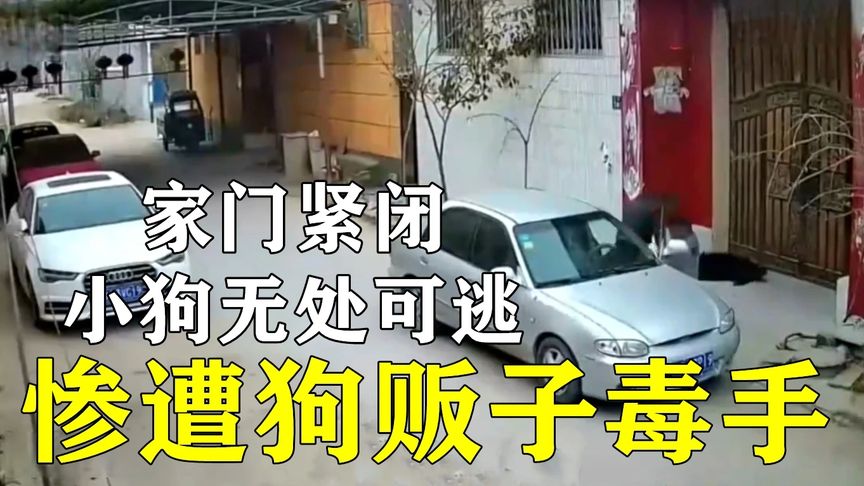 太猖獗,小狗自家门口,惨遭狗贩子毒手