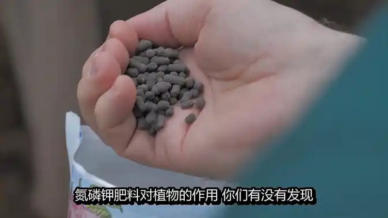 氮磷钾肥料对植物的作用