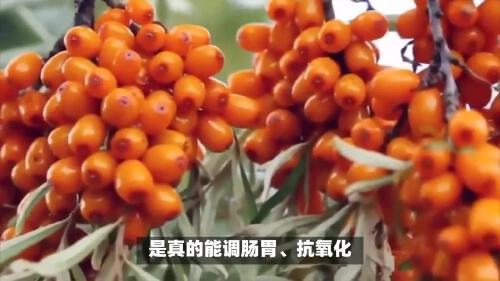 沙棘原浆骗局大揭秘!4大功效是真是假?3招教你避开假货陷阱