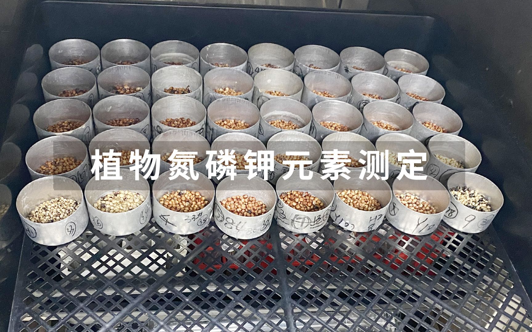【植物氮磷钾检测】别再走弯路了!这绝对是全B站更用心的科普视频