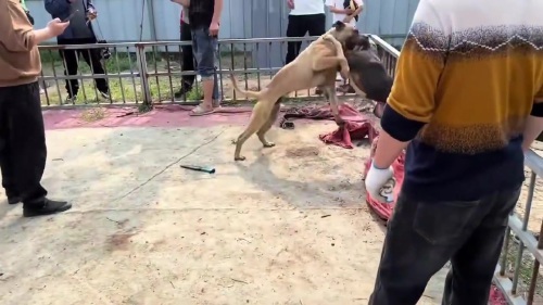 这只斗狗太凶猛!把对手咬的四处跑,跑了不行还拽回来继续咬