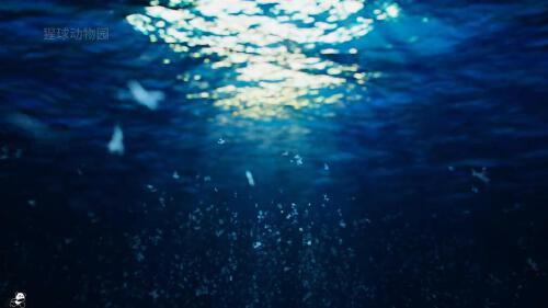 奇妙的海洋生物世界