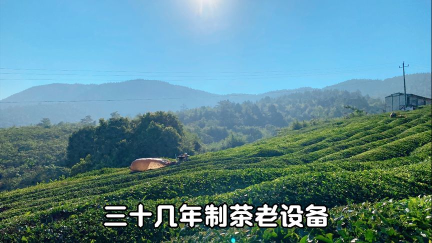 随丫丫一起了解农村小型茶叶加工厂,从采摘到烘干五道制作工序