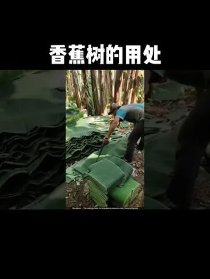 香蕉树的用处 #涨知识科普