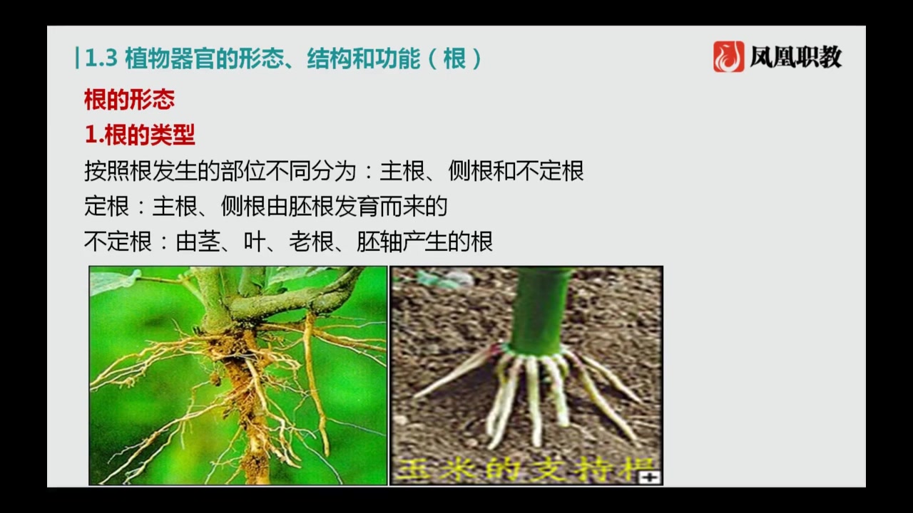 1.3-植物器官的形态、结构与功能(根)_bilibili