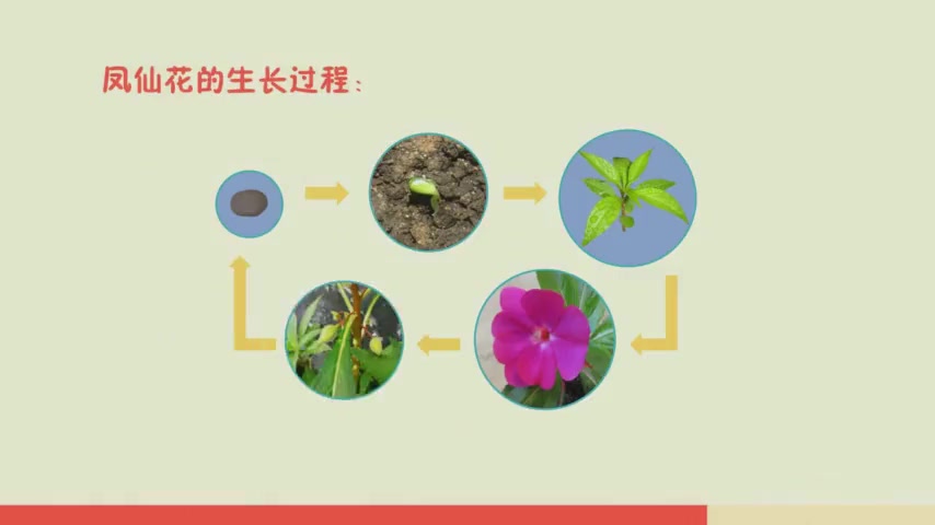 小学科学教育科学版三年级下 花是怎样变成果实的