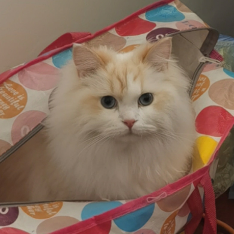 看风景的猫_ 