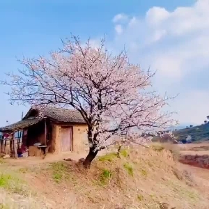 黄小菜有点菜 