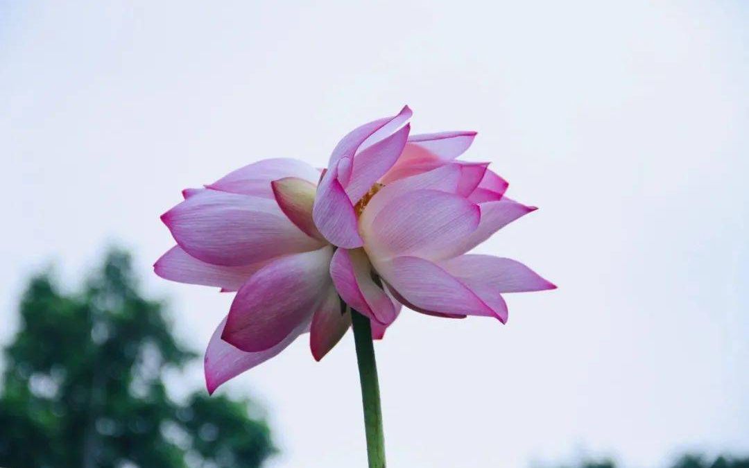 ...直教生死相许。”元好问《摸鱼儿》(雁丘+双渠)(诗词拟古配乐练手中)