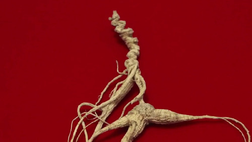 揭秘山参惊人功效:吃对方法让你年轻十岁!