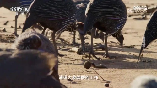 干旱季节来临,大象的粪便成为了屎壳郎的珍贵宝藏,它们正忙着努力收集!