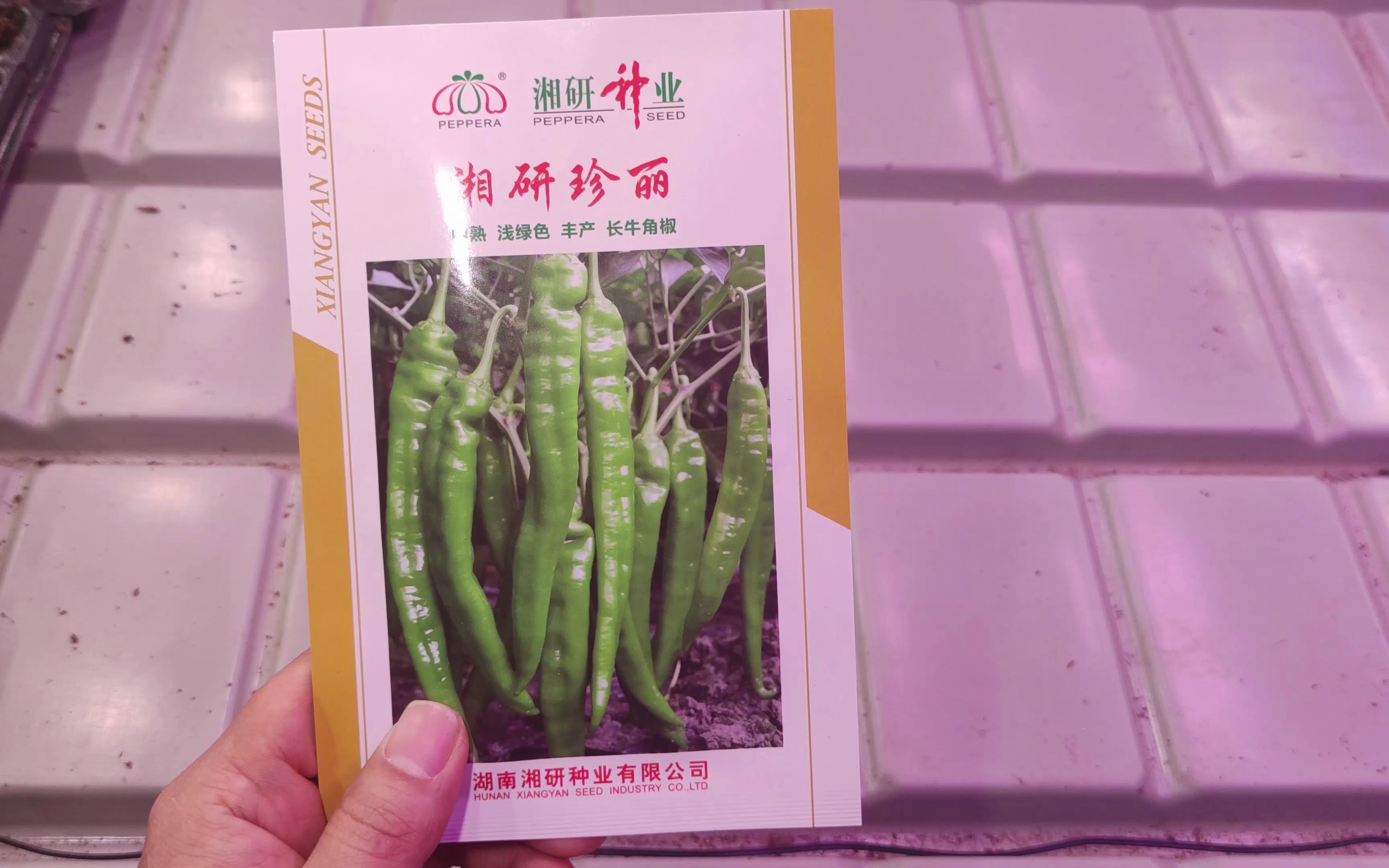 无土栽培辣椒育苗种子介绍湘研珍丽微辣大牛角皮薄肉质脆嫩果齐