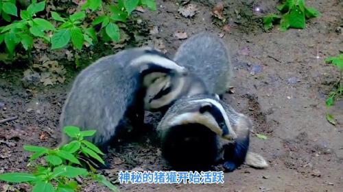 "猪獾:庄稼地里的夜间觅食者"