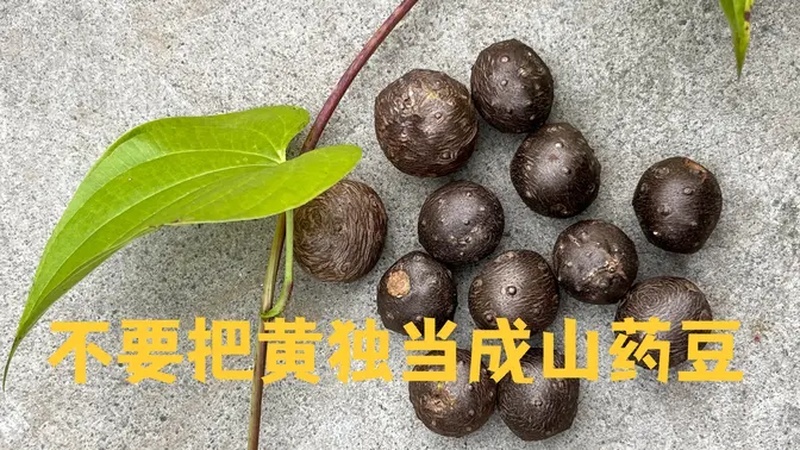 野外常见的酷似山药和山药豆的有微毒的黄独你认识吗