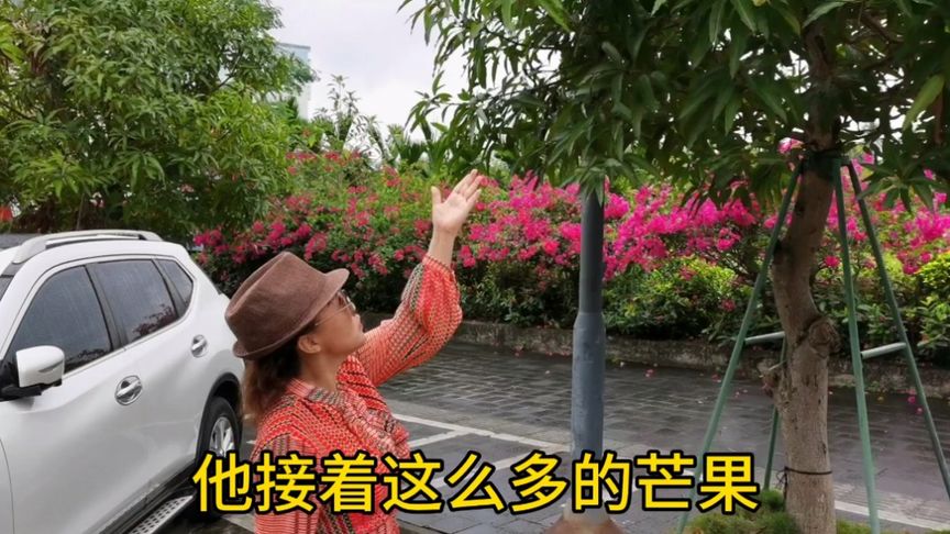 街边就可以看到缀满芒果的芒果树。快来看!