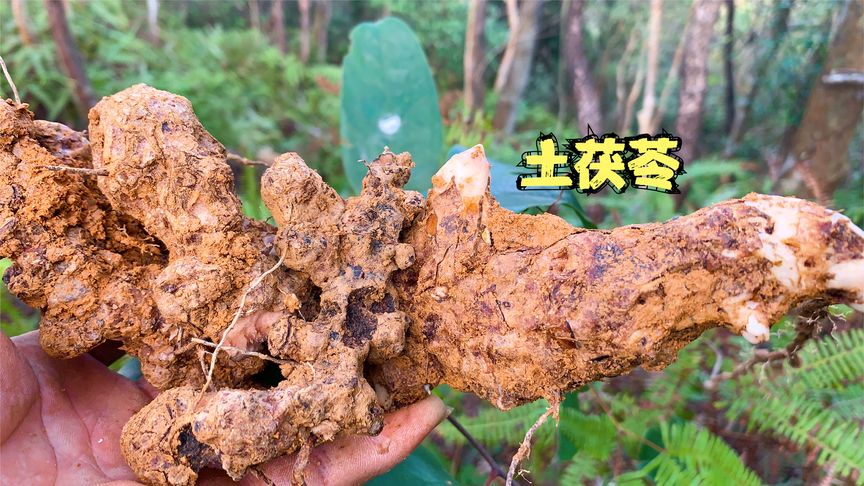 土茯苓又到采挖的时候,用来煲汤或做成果冻吃,大家一起了解一下
