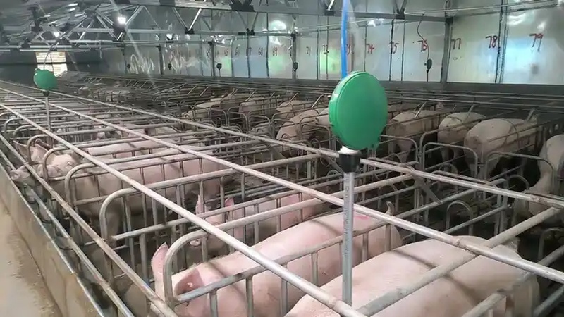 毛猪重量计算方法