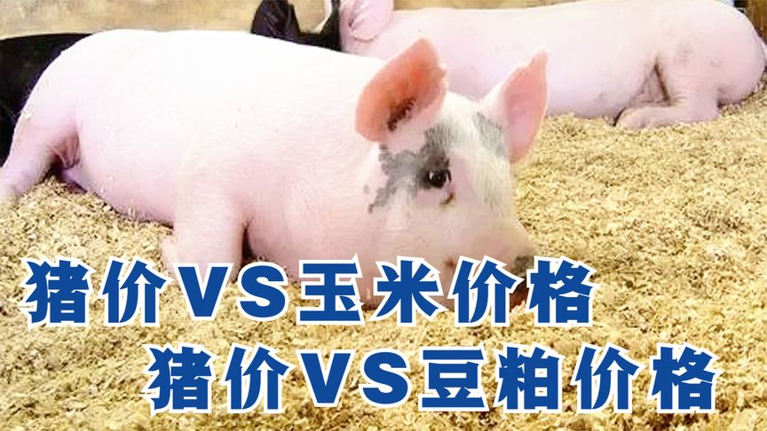 2021年1-2月份,猪价和饲料原料价格走势对比!养猪人太心酸!