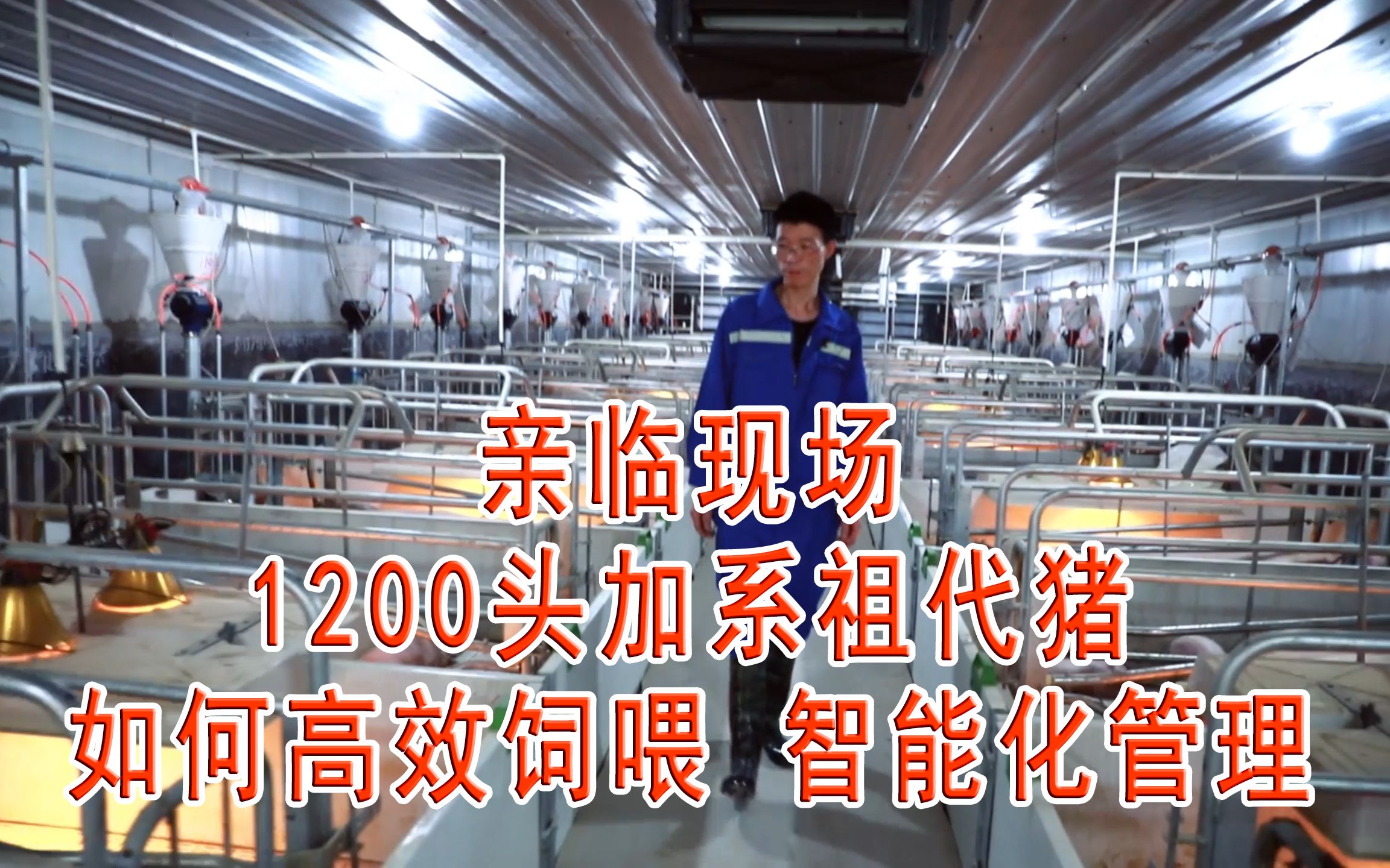 1200头原种猪场 如何智能化管理