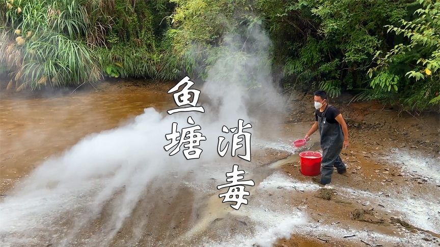 小伙打算在鱼塘养1000尾鱼苗,用石灰彻底消毒,这样养鱼才放心