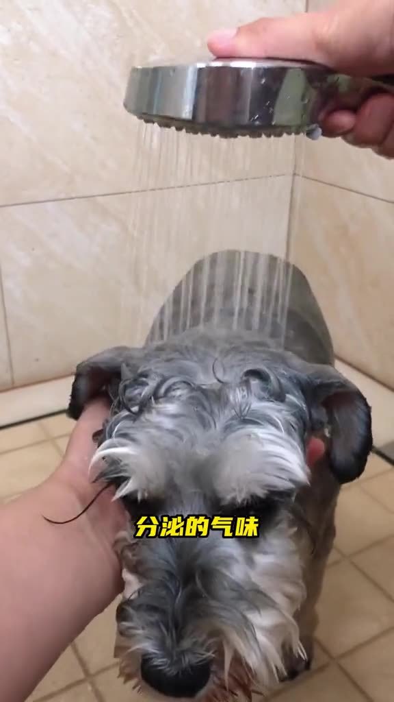 给狗洗澡的详细步骤,学会能省不少钱!