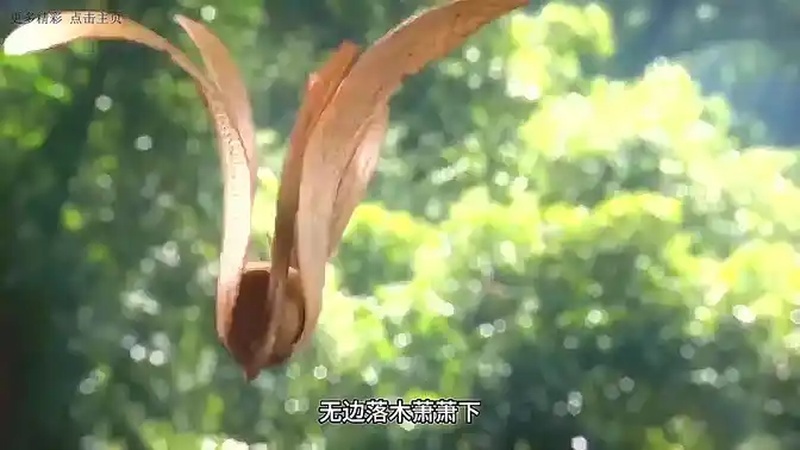 植物妈妈传播种子的方法 御风而行