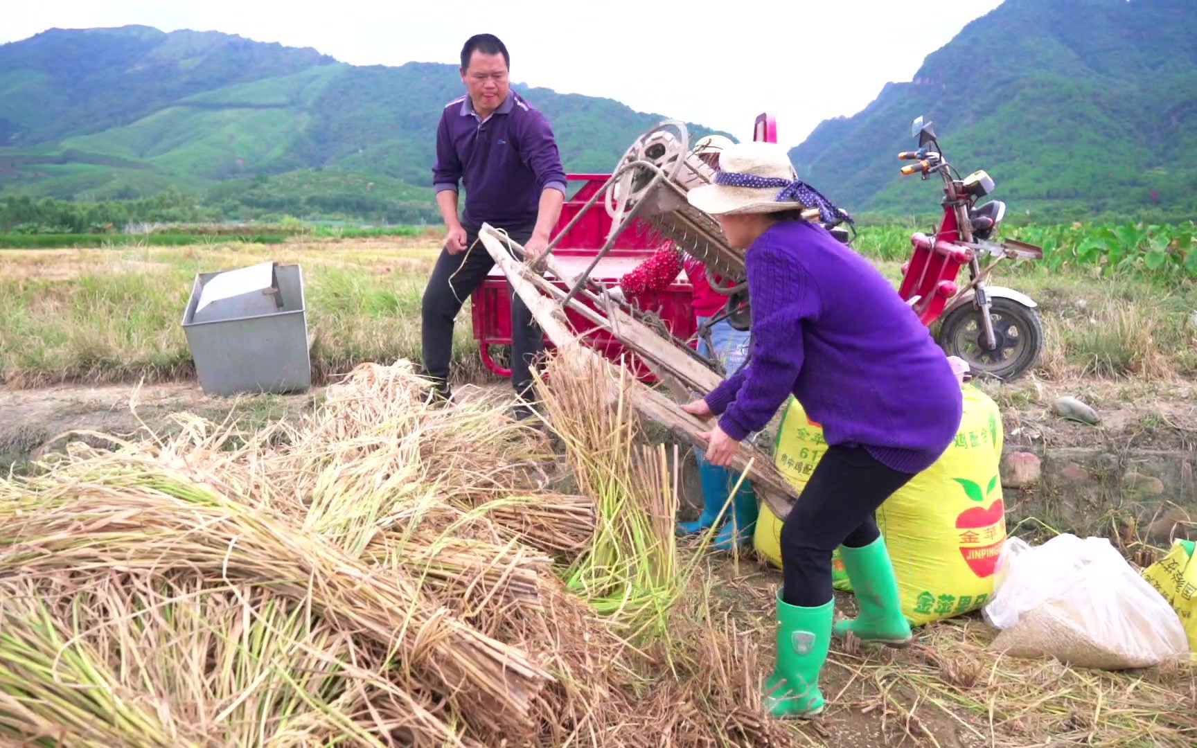 手工割稻谷,更加懂得了农民收获的喜悦和艰辛!