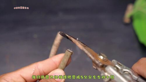 芒果枝条别浪费!简单修剪几步,轻松在家种出香甜芒果树!