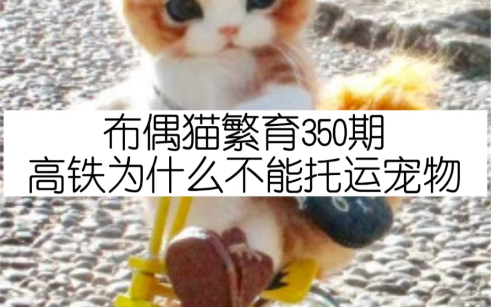 布偶猫繁育350期《高铁为什么不能托运宠物》