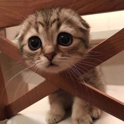 仓鼠不怕猫咪 