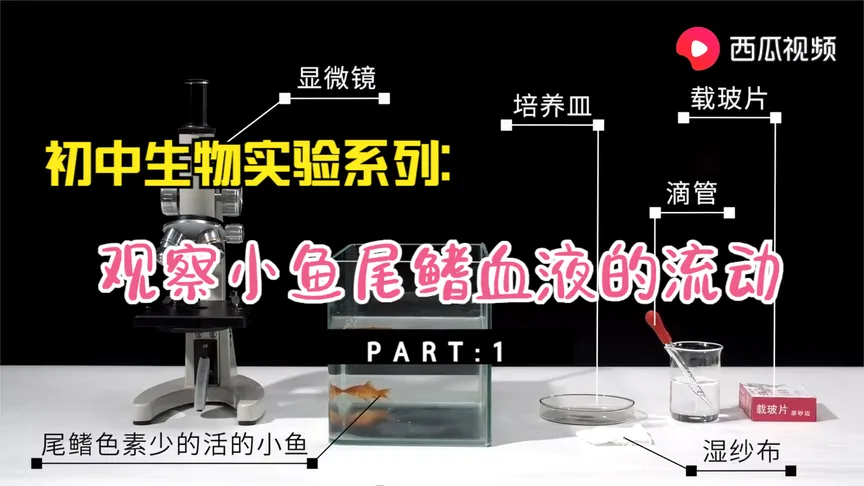 生物实验:观察小鱼尾鳍血液的流动!区分动脉、静脉和毛细血管