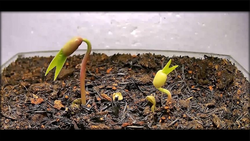 原来绿豆是这样生长的!像跳舞一样,甚是得意!