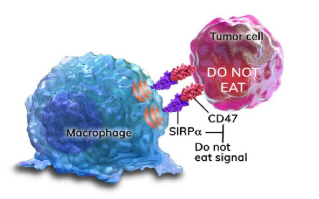 【科研绘图】癌细胞和巨噬细胞示意图制作