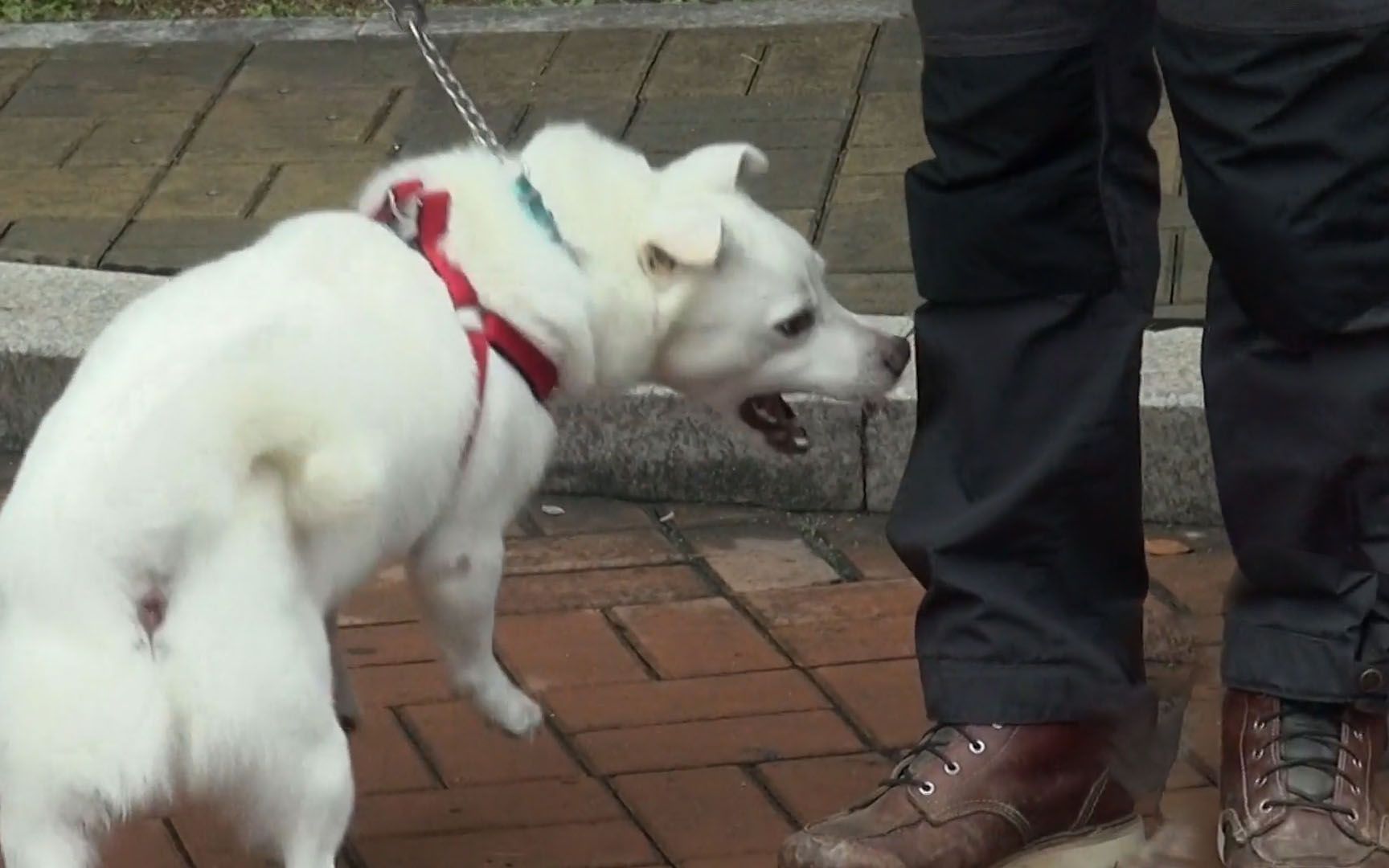 恶犬一年咬伤近10人,被训犬师拎到空中制服,不得不夹起尾巴重新做狗