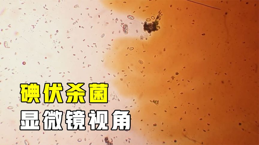 碘伏是如何杀菌的?显微镜下演示微观视角,画面难得一见
