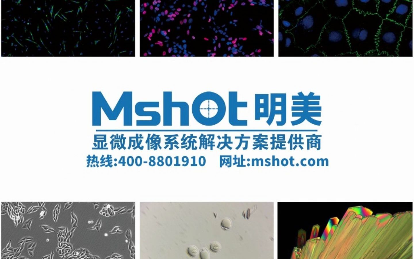 体视荧光显微镜用于线虫观察