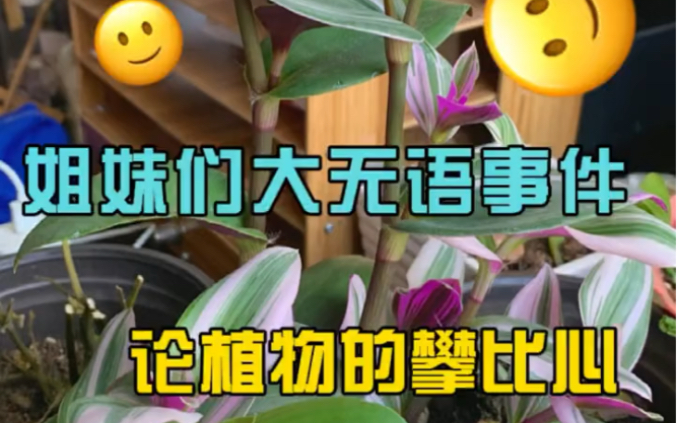 植物生长日记(攀比记录)