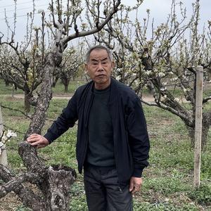 管果树的苏老师