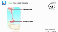 如何成为学霸,有导学号就OK【消化道各段对营养物质的吸收】