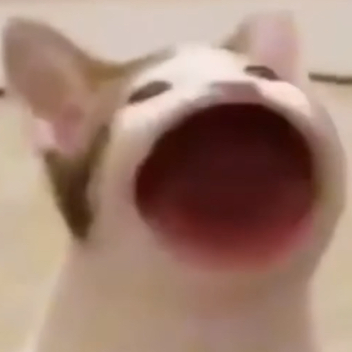 何知猫的猫 