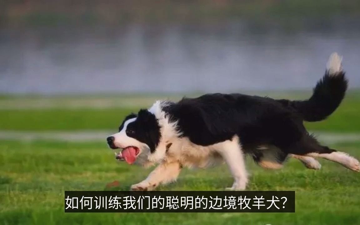 【科普视频】如何训练我们的聪明的边境牧羊犬?