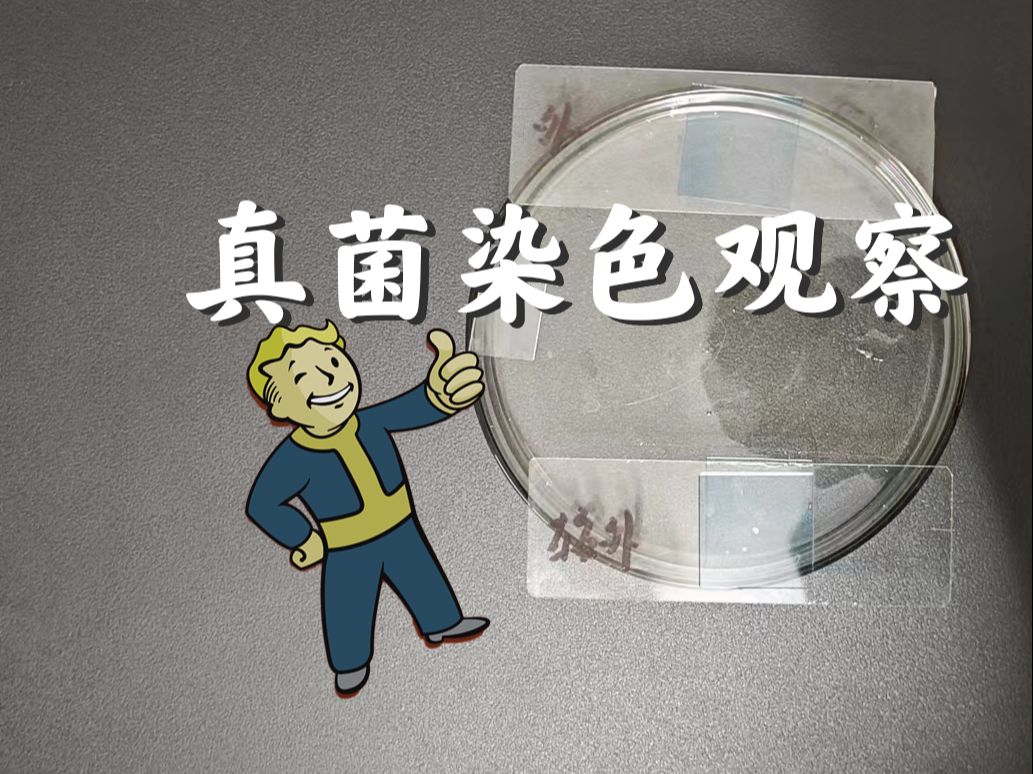 小闵带你真菌染色观察