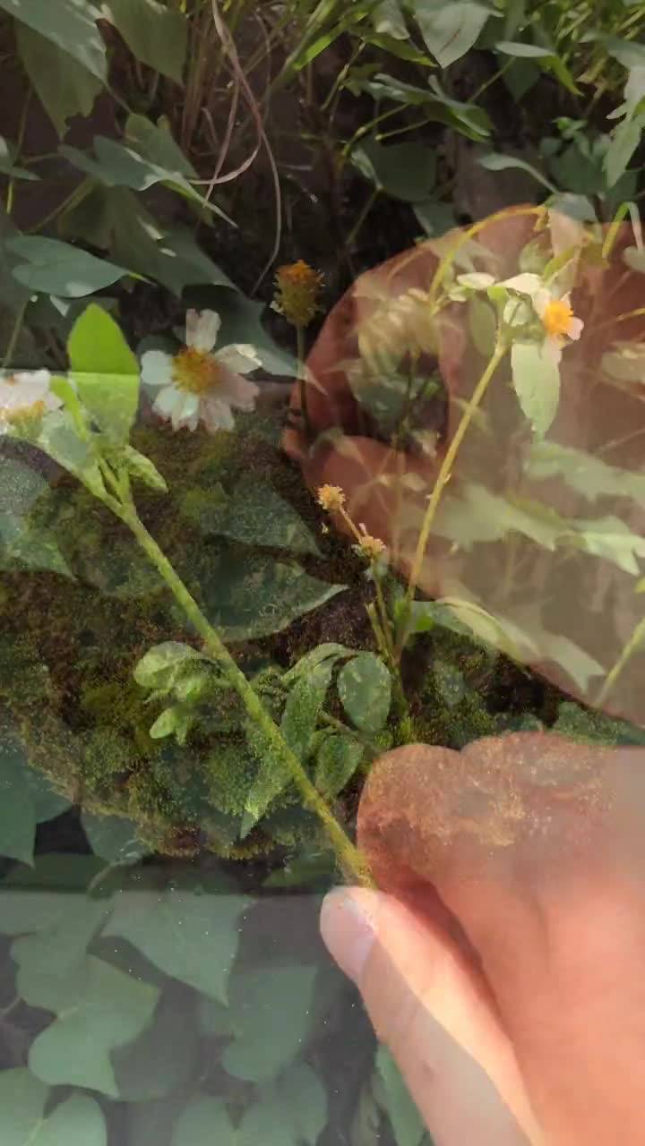 微距世界,细微之处显神奇。