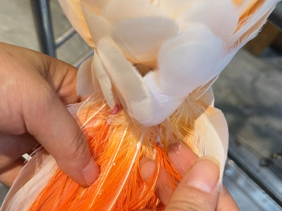 观察蒜苗生长情况(不是)