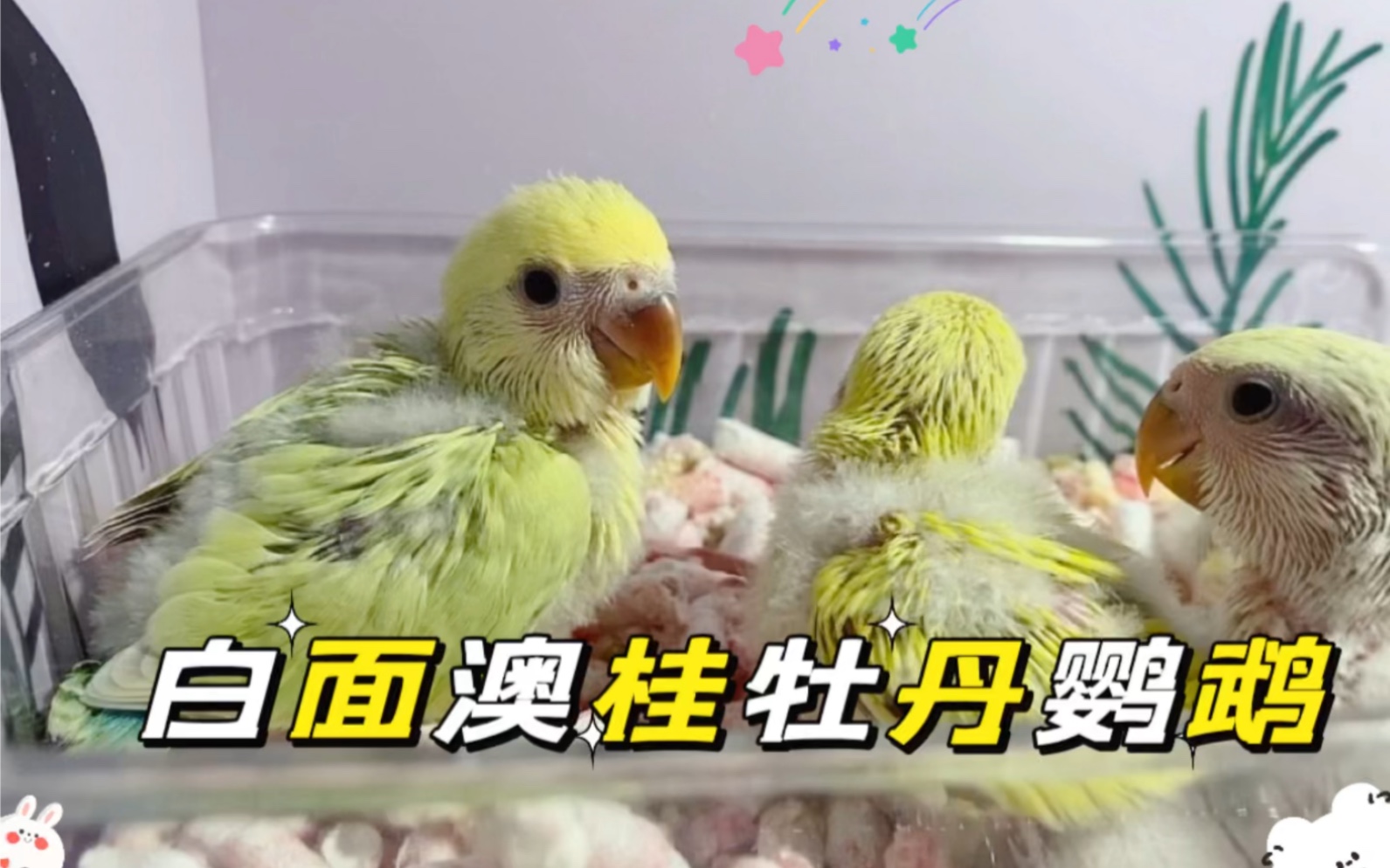 金顶白面澳桂牡丹鹦鹉,澳桂全称金色“澳洲肉桂鹦鹉”,顾名思义,起源...