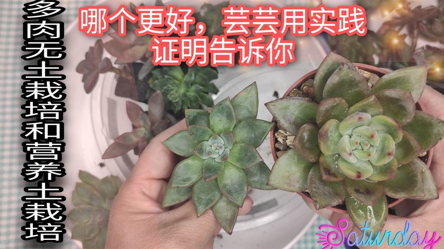 多肉无土栽培和营养土栽培哪个更好,芸芸用实践证明告诉你