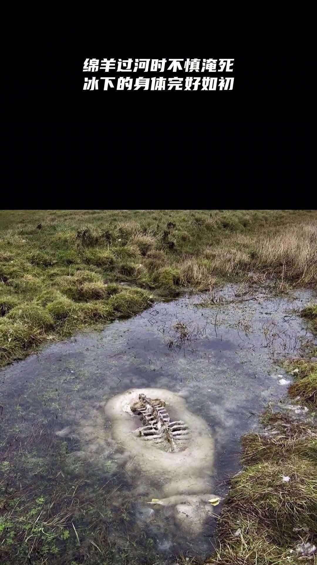 不慎跌入水中淹死了暴露在空气部分已腐烂在冰下部分却完好无损。