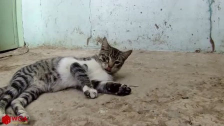 猫咪捕老鼠视频,逮住不吃,老鼠被玩坏了