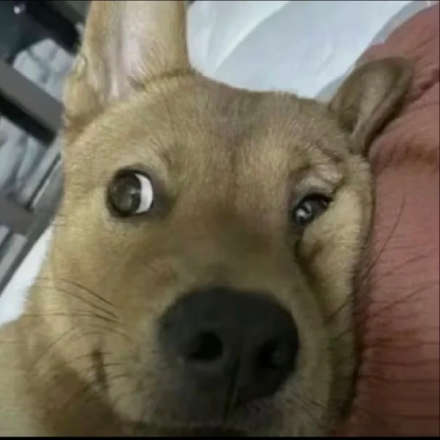 脱坑黑武 